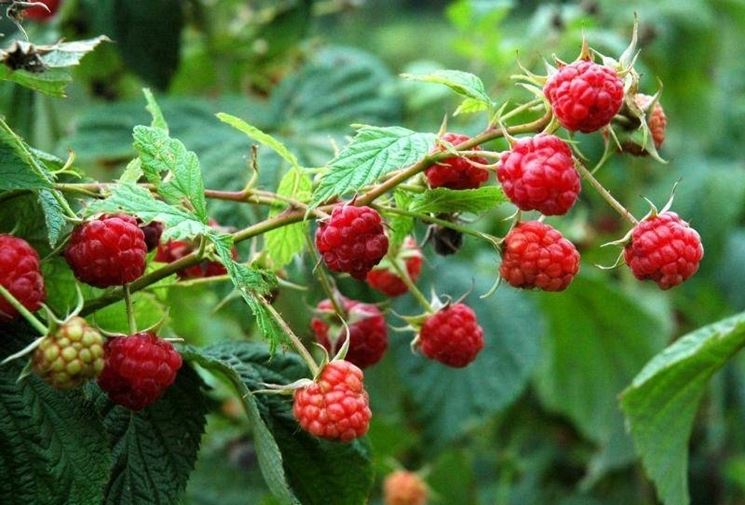Lamponi: Proprietà, benefici e ricette | Ricetta ed ingredienti dei ...